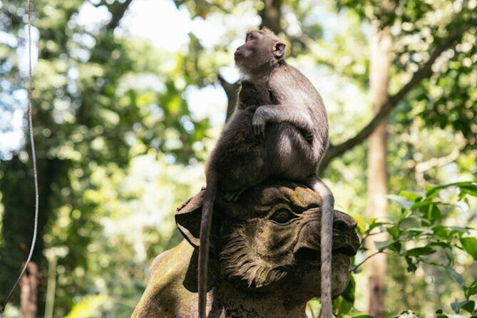 Private Ubud Day Tour Waterfalls Sacred Monkeys and Rice Fields - An In-Depth Look at the Tour Itinerary