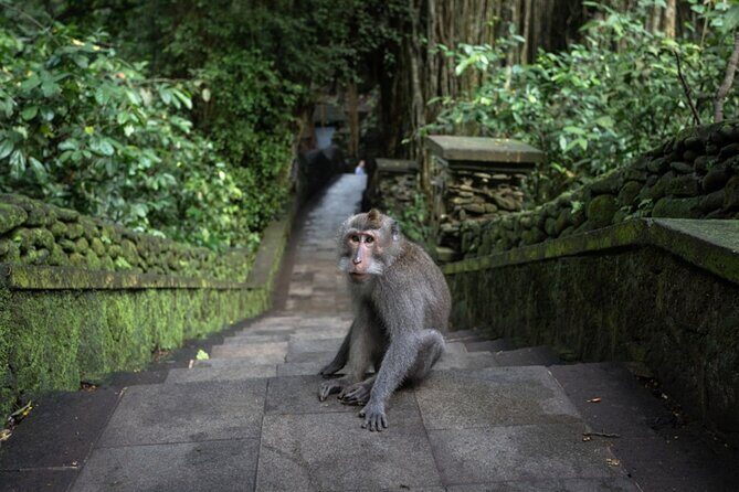 Private Ubud Day Tour Waterfalls Sacred Monkeys and Rice Fields - Our Honest Take on Value and Suitability