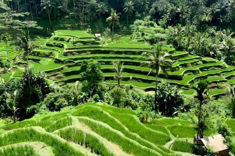 Private Ubud Highlights Midday Tour with Flexible Pickup - An honest look at the Ubud midday experience