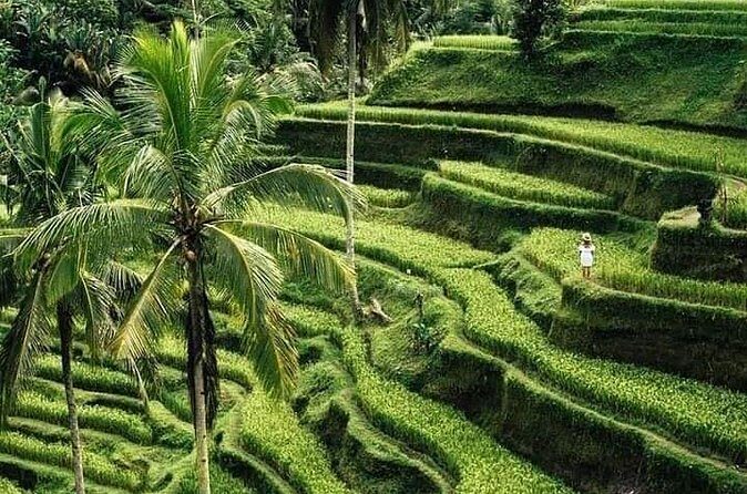 Private Ubud Tour - Insights from Past Travelers