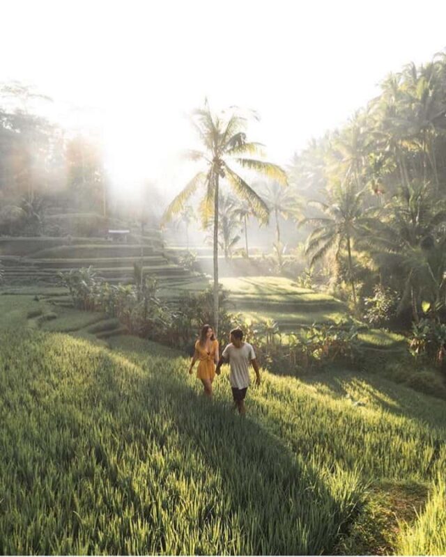 Private Ubud Tour  Monkey Forest, Rice Terrace & Waterfall - Who Will Love This Tour?