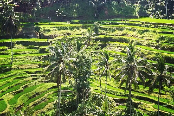 Private ubud tour : Temple Bathing + Mount Batur + Rice Terrace. - Who Is This Tour Best For?