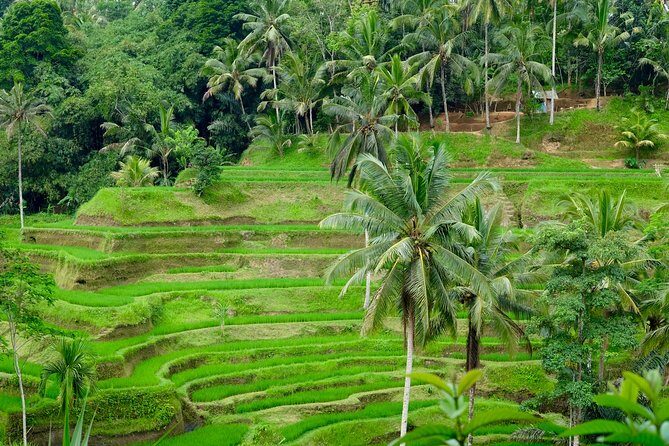 Private Ubud Tour with Hidden Waterfalls - A Closer Look at This Ubud Day Tour