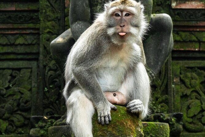 Private Ubud Tour with Swing - Final Thoughts