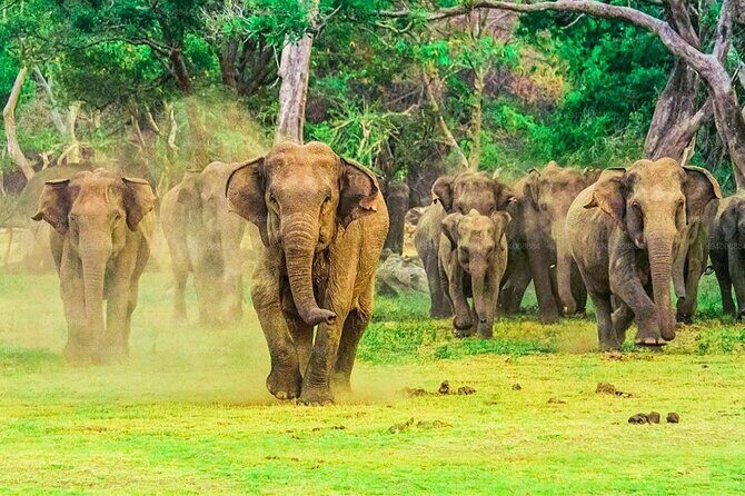 Private Udawalawa Safari Plus Elephant Transit Home Day Trip - Key Points