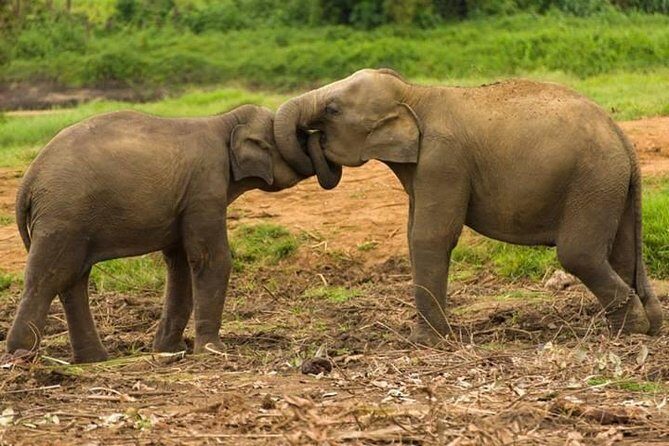 Private Udawalawe Nationalpark Jeep-Safari - What to Expect from the Itinerary