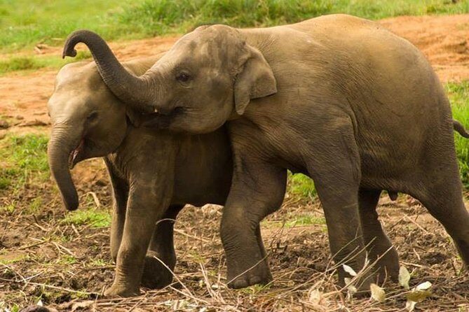 Private Udawalawe Nationalpark Jeep-Safari - The Sum Up: Is It Worth It?