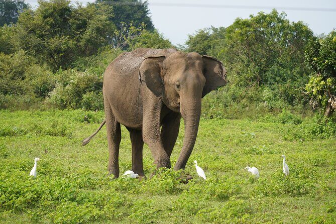 Private Udawalawe Safari Tour with Elephant Transit Home - A Deep Dive into the Udawalawe Safari Experience