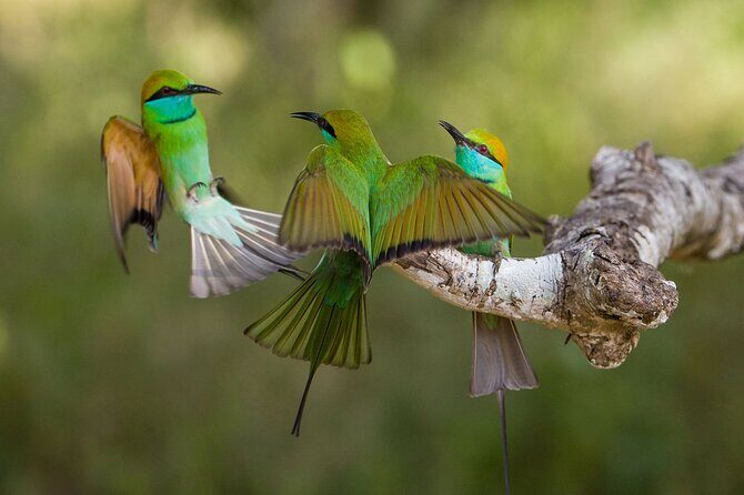 Private Udawalwe Jeep Safari Galle from Bentota Kalura Hotels - Who Will Love This Tour?