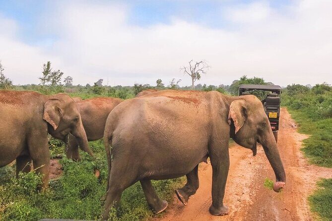 Private Udawalwe Jeep Safari Galle from Bentota Kalura Hotels - The Sum Up