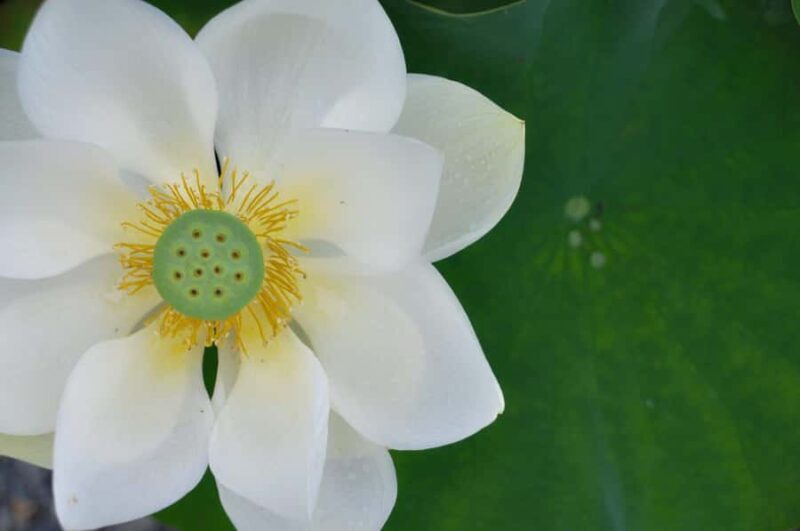 Private Uji Experience: Byodoin and Tea Culture in Luxury - The Value of a Private, Inside-Access Tour