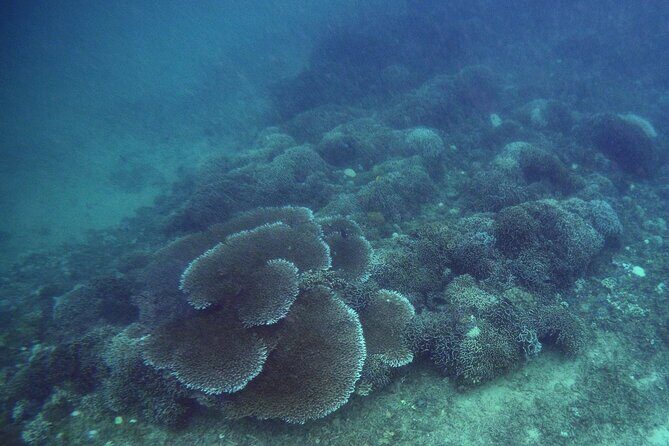 Private Undiscovered 3 Gili Islands Tour - What’s Included and What’s Not