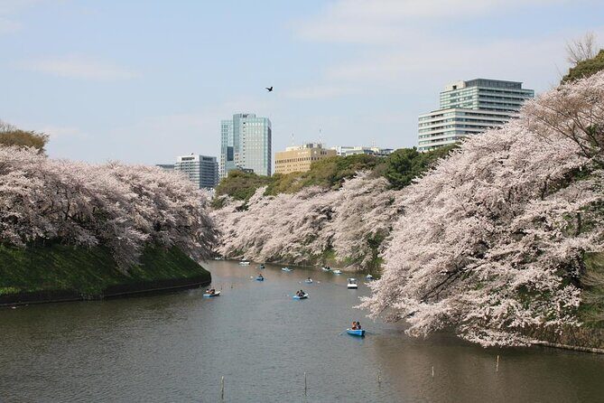 Private & Unique Tokyo Cherry Blossom "Sakura" Experience - What You Can Expect with This Tour