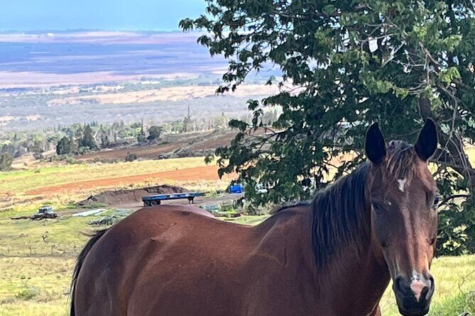 Private Upcountry Farm Tour on Maui - An In-Depth Look at the Maui Farm Tour