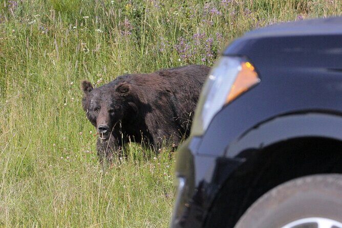 Private Upper Loop Grand Teton, Lower Loop Scenic & Wildlife 3 Day Tours - Exploring Yellowstone’s Upper and Lower Loops