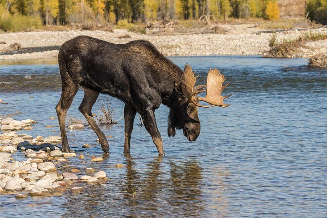 Private Upper Loop Tour of Yellowstone National Park - FAQ