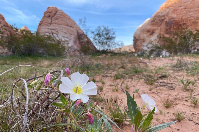 Private Valley of Fire Hiking and Sightseeing Adventure - Reviews: What Travelers Say
