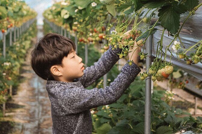 Private Van Nami Island, Petite France, Rail Bike (Up to 14 pax) - FAQ