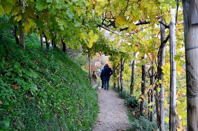 Private Venetian Hills Wine Tour - Setting the Scene: An Overview of the Venetian Hills Wine Tour