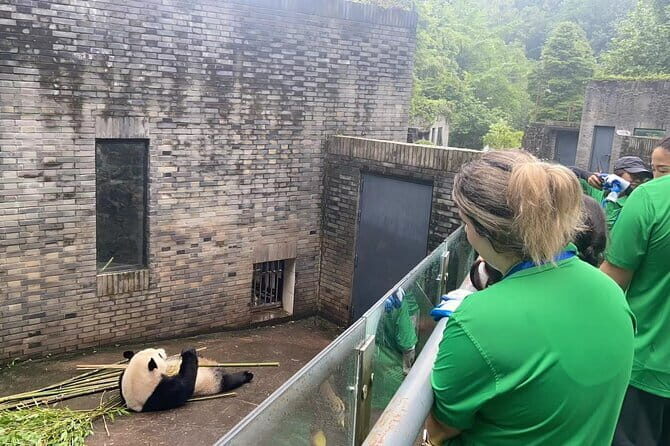 Private Volunteer Program At Dujiangyan Panda Rescue Center - An Honest Look at Getting Up Close with Pandas in Chengdu