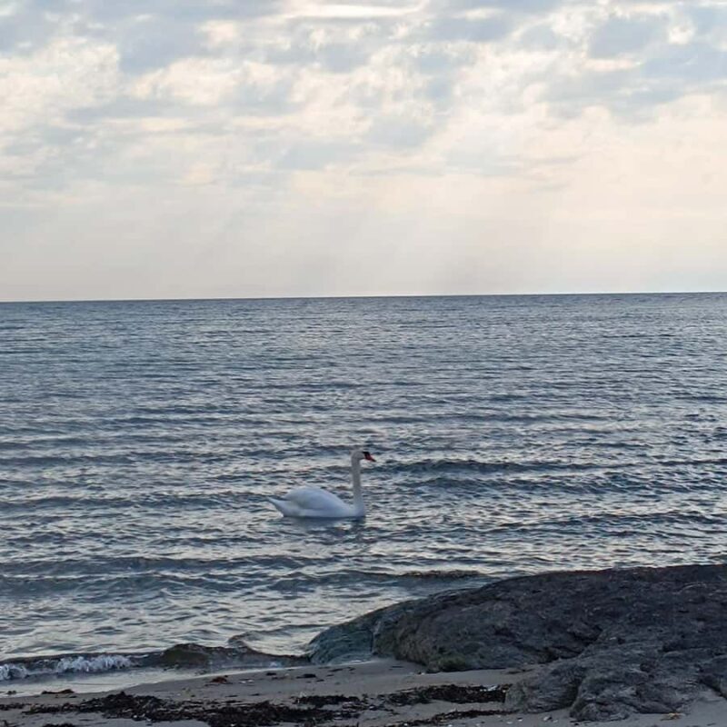 Private Walking Tour Gothenburg: Old Town & Åsa Coastline - Final Thoughts