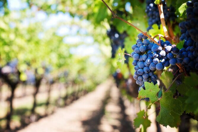 Private Walking Tour in Baden Neuweirs Vineyard - FAQ