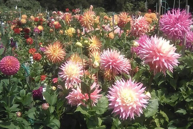Private Weekday Walking Tour Highlights of Golden Gate Park - Key Points