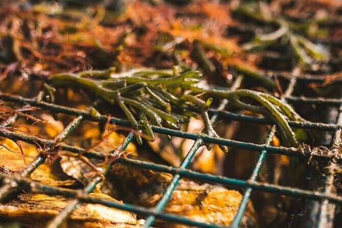Private West Passage Oyster Tasting Aquaculture Tour - An In-Depth Look at the Oyster Farm Tour