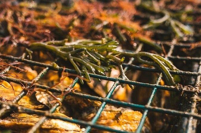 Private West Passage Oyster Tasting Aquaculture Tour - Frequently Asked Questions