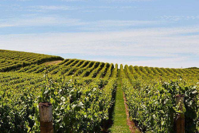 Private West Tamar Wine Tour - What Makes This Tour Stand Out?