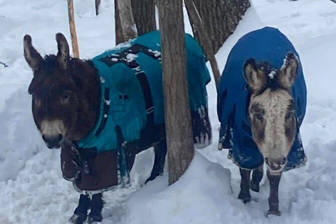 Private Westboro Equine Experience - What Is the Private Westboro Equine Experience?