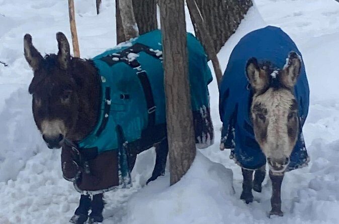 Private Westboro Equine Experience - Practical Details: Timing, Cost, and Booking