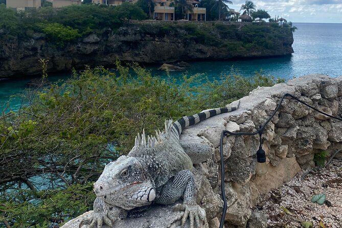 Private Westcoast Beachhop Tour. Turtle beach, grote knip & More - Final Thoughts