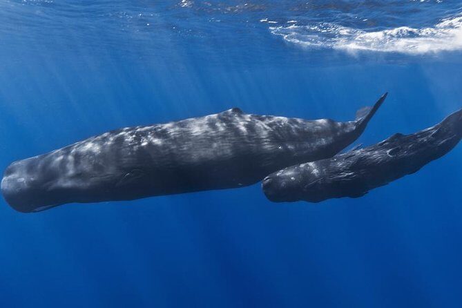 Private Whale and Dolphin Whale Watching Boat Tour - Why This Tour Is a Must for Certain Travelers