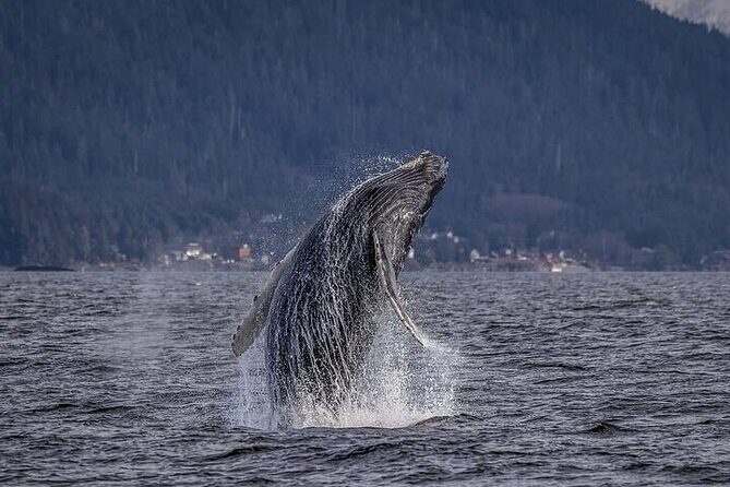Private Whale and Wildlife Viewing - Key Points