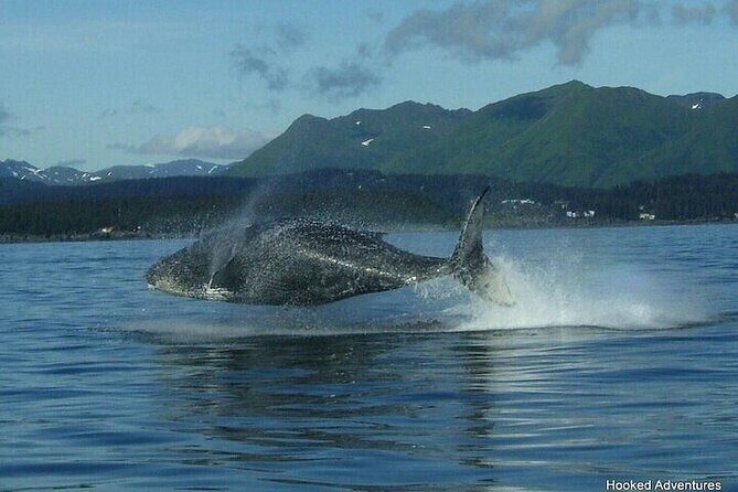 Private Whale and Wildlife Viewing - An Honest Look at the Experience