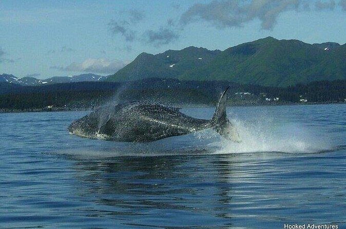 Private Whale and Wildlife Viewing - Additional Considerations