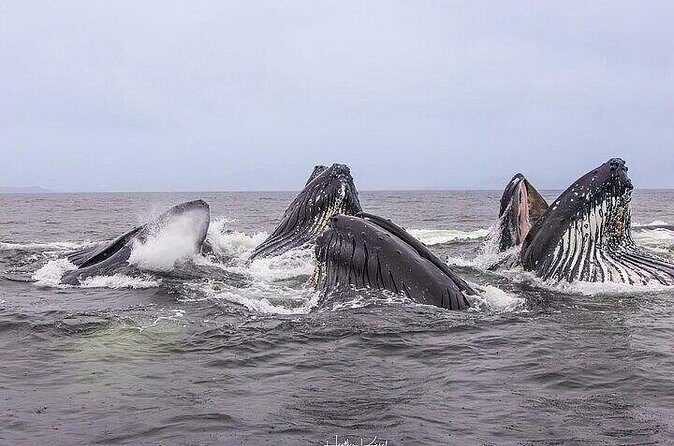 Private Whale and Wildlife Viewing - Frequently Asked Questions