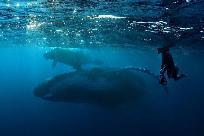 Private Whale Outing on the Tahiti Peninsula - Introduction to the Tahiti Whale Outing Experience