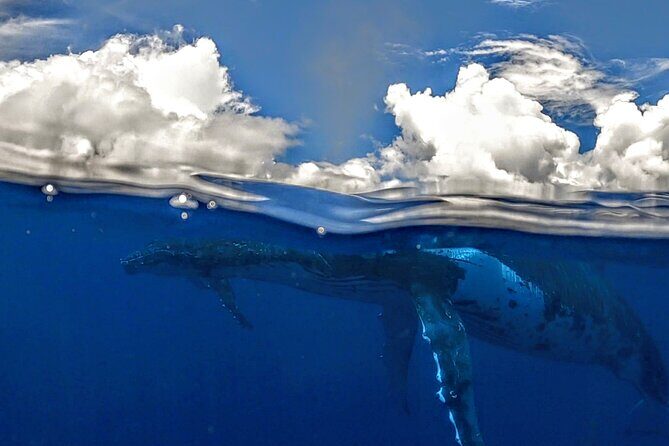 Private Whale Outing on the Tahiti Peninsula - Understanding the Cost and Its Value