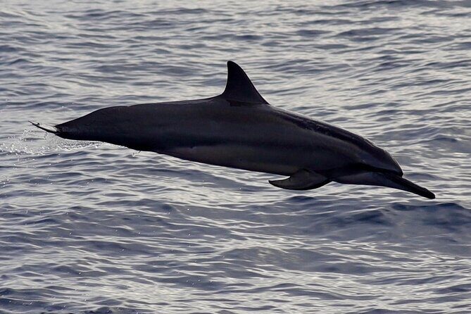 Private Whale Outing on the Tahiti Peninsula - Who Should Consider This Tour?