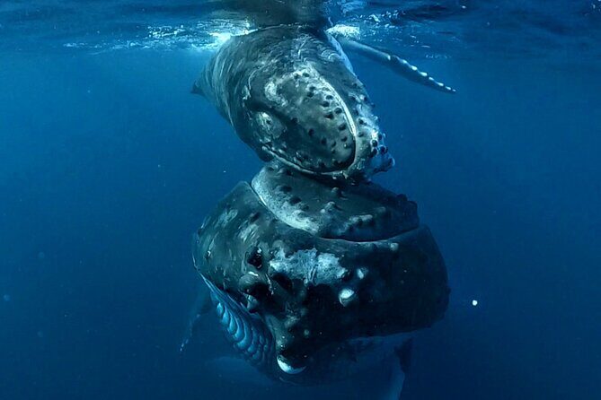 Private Whale Outing on the Tahiti Peninsula - Final Thoughts