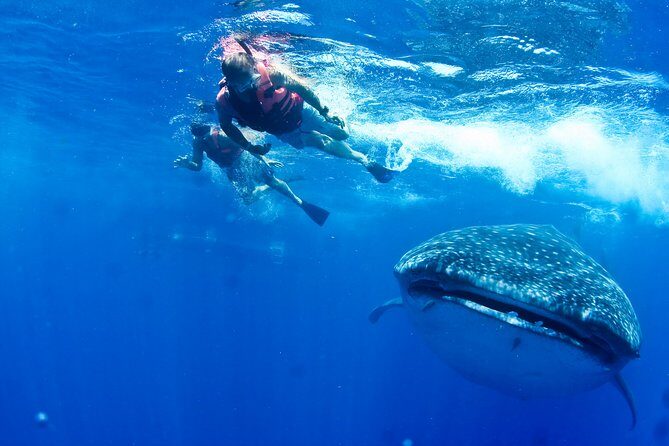 Private Whale Shark All Inclusive Experience - What Makes This Tour Special?