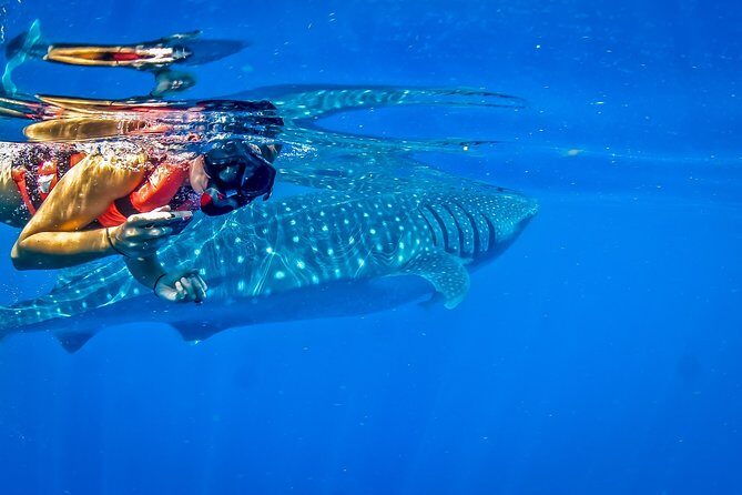 Private Whale Shark All Inclusive Experience - Final Thoughts