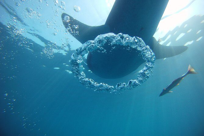 Private Whale Shark All Inclusive Experience - FAQ