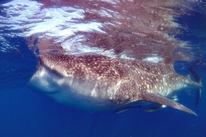 Private Whale shark Ecofriendly tour from Cancun - What Travelers Say