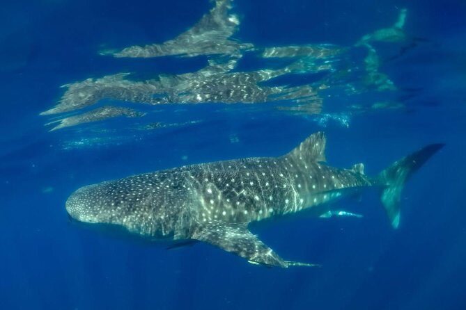Private Whale shark Ecofriendly tour from Cancun - Who Should Book This Tour?
