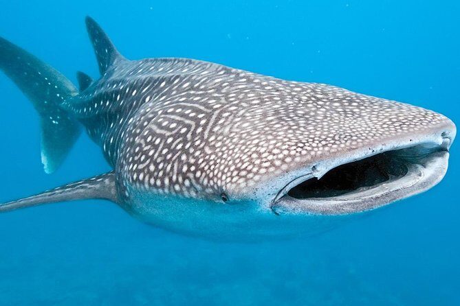 Private Whale shark Ecofriendly tour from Cancun - The Sum Up