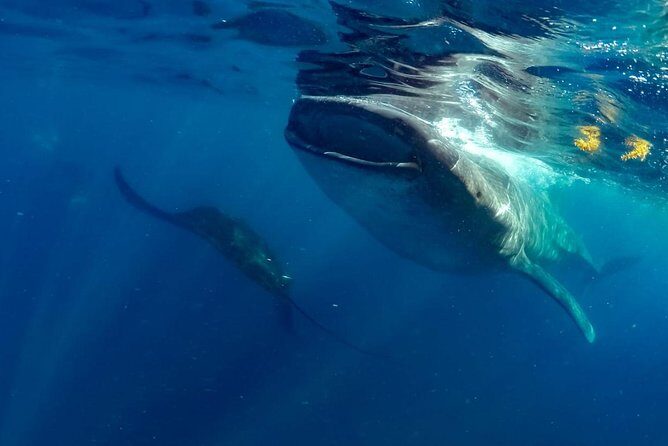 Private Whale shark Ecofriendly tour from Cancun - FAQ