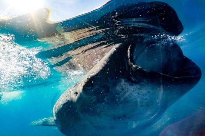Private Whale Shark Ecofriendly Tour from Riviera Maya - Transportation and Logistics